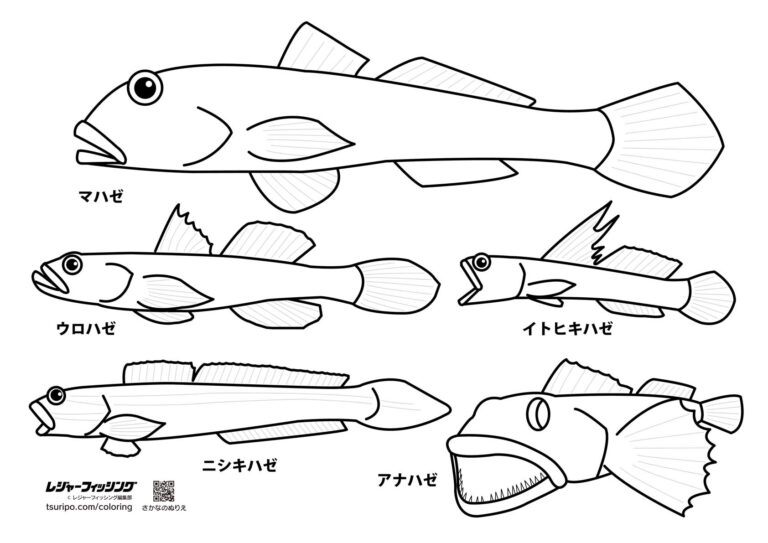ハゼの仲間のぬりえ/魚のぬりえ さかなのぬりえ(魚の塗り絵)
